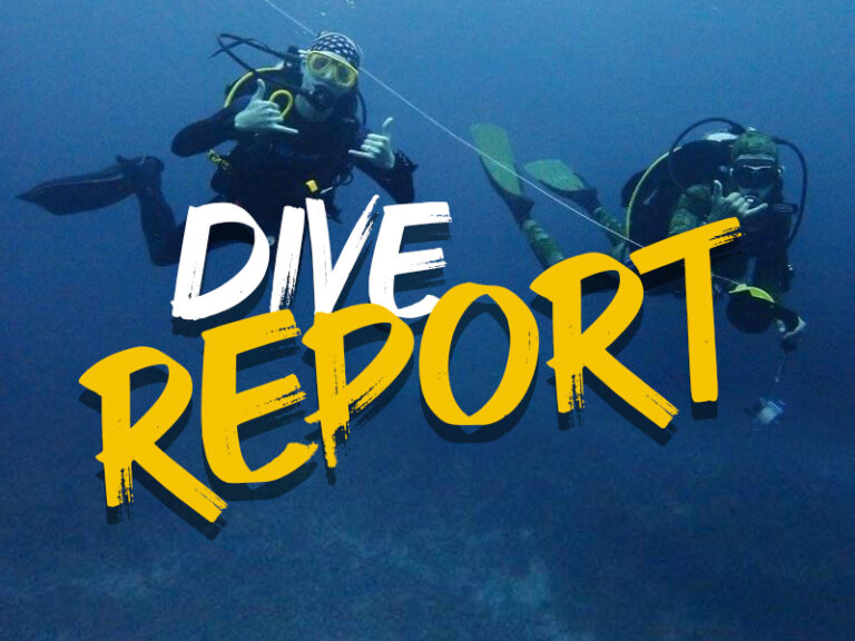 Dive Report - 13 March 2025 - Protea Banks
